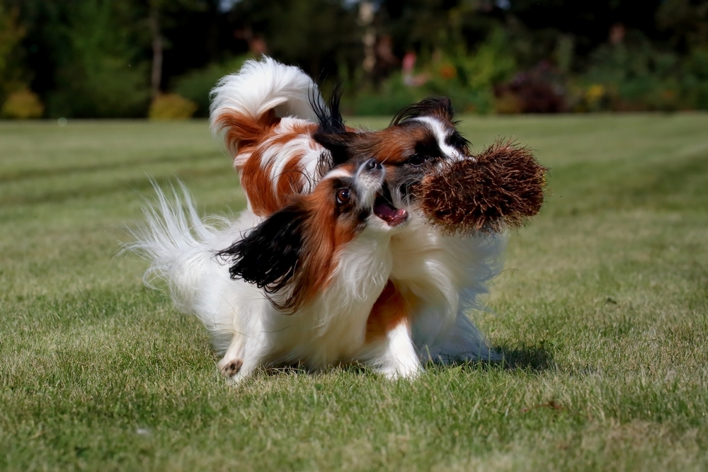 9 ways to celebrate World Animal Day - Hanleys of Cork