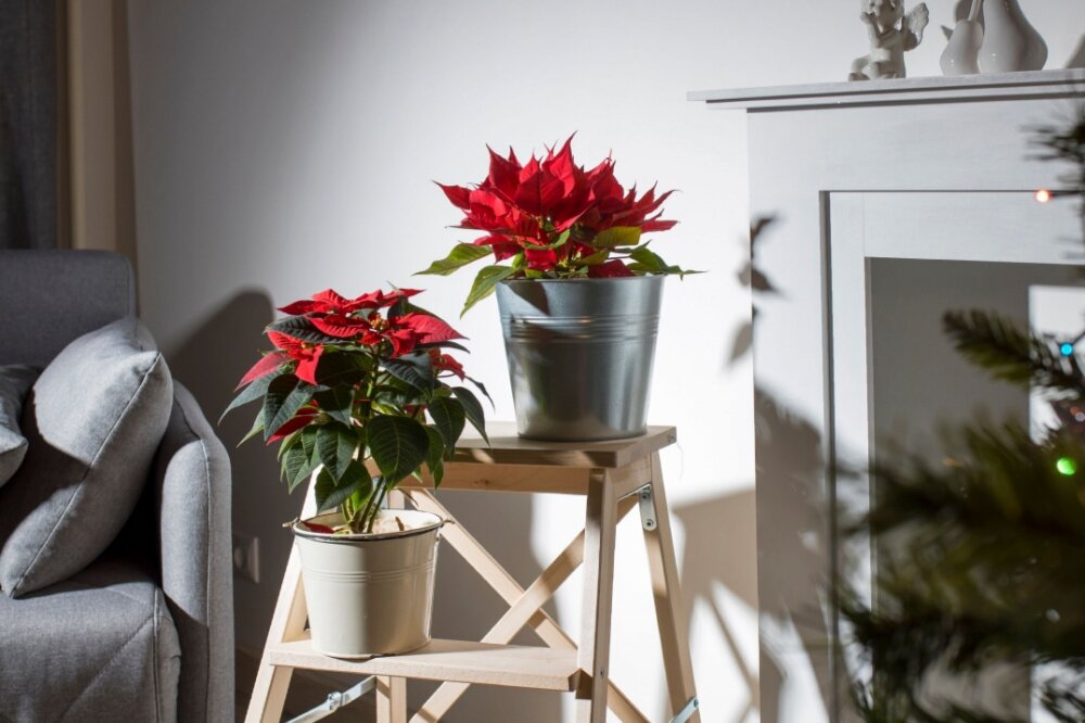 Discover the magical Christmas star - Hanleys of Cork