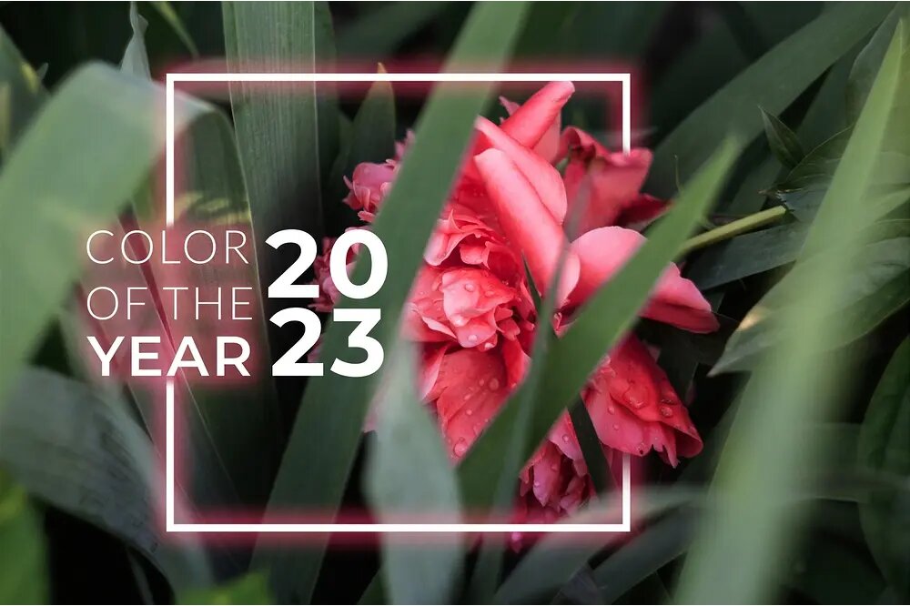 Pantone 2023 colour of the year in your garden - Hanleys of Cork
