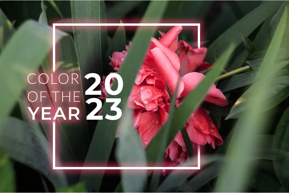 Pantone 2023 colour of the year in your garden - Hanleys of Cork