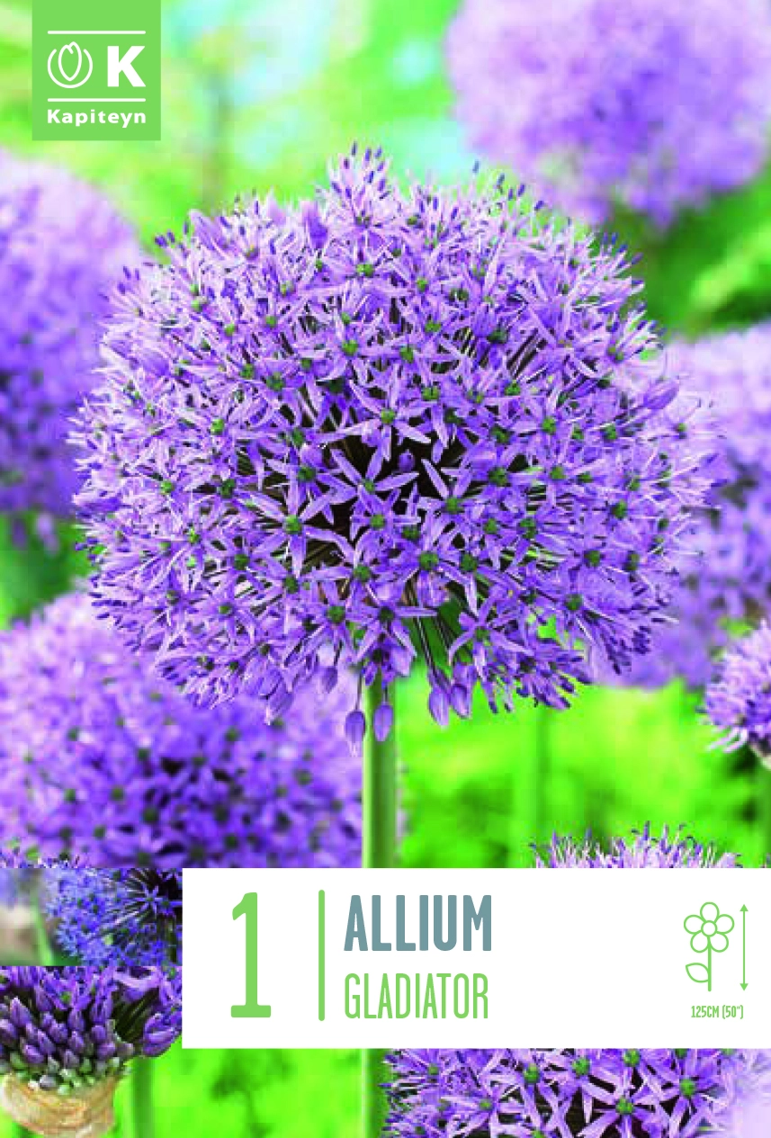 Allium Gladiator - Hanleys of Cork