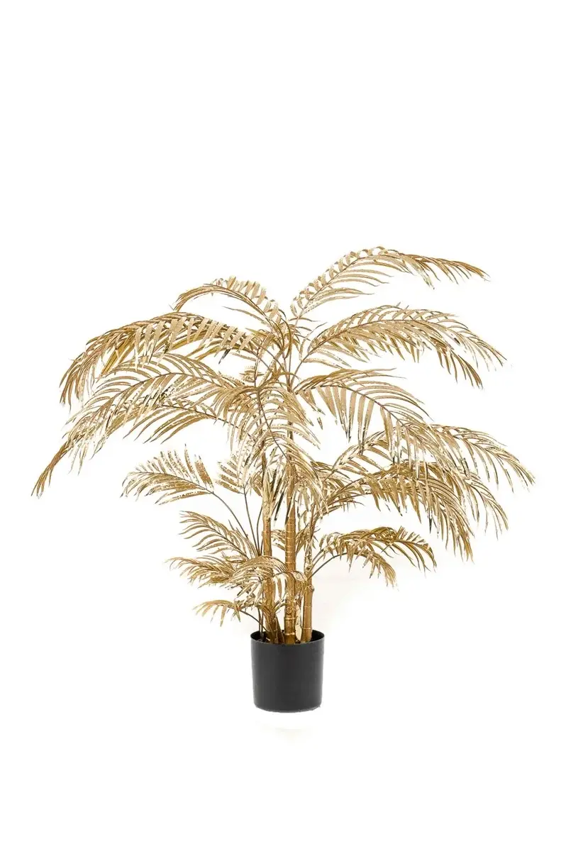 Areca Palm Gold 145cm/31lvs - Hanleys of Cork
