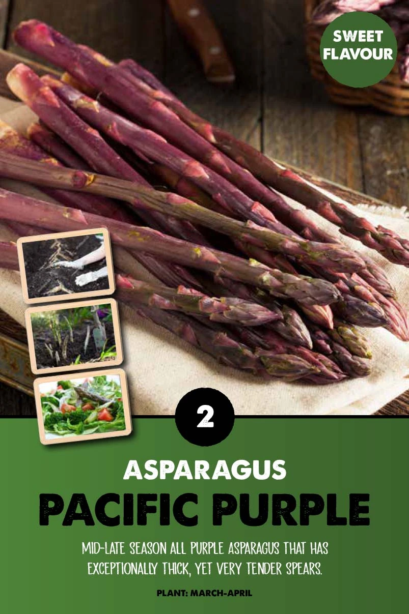 Asparagus Pacific Purple - Hanleys of Cork