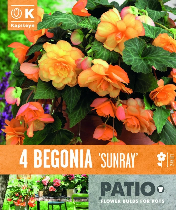 Bag Patio Begonia Cascade Sunray - Hanleys of Cork