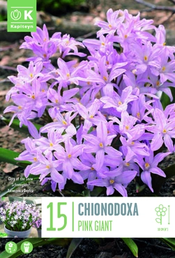 Chionodoxa Pink Giant - Hanleys of Cork
