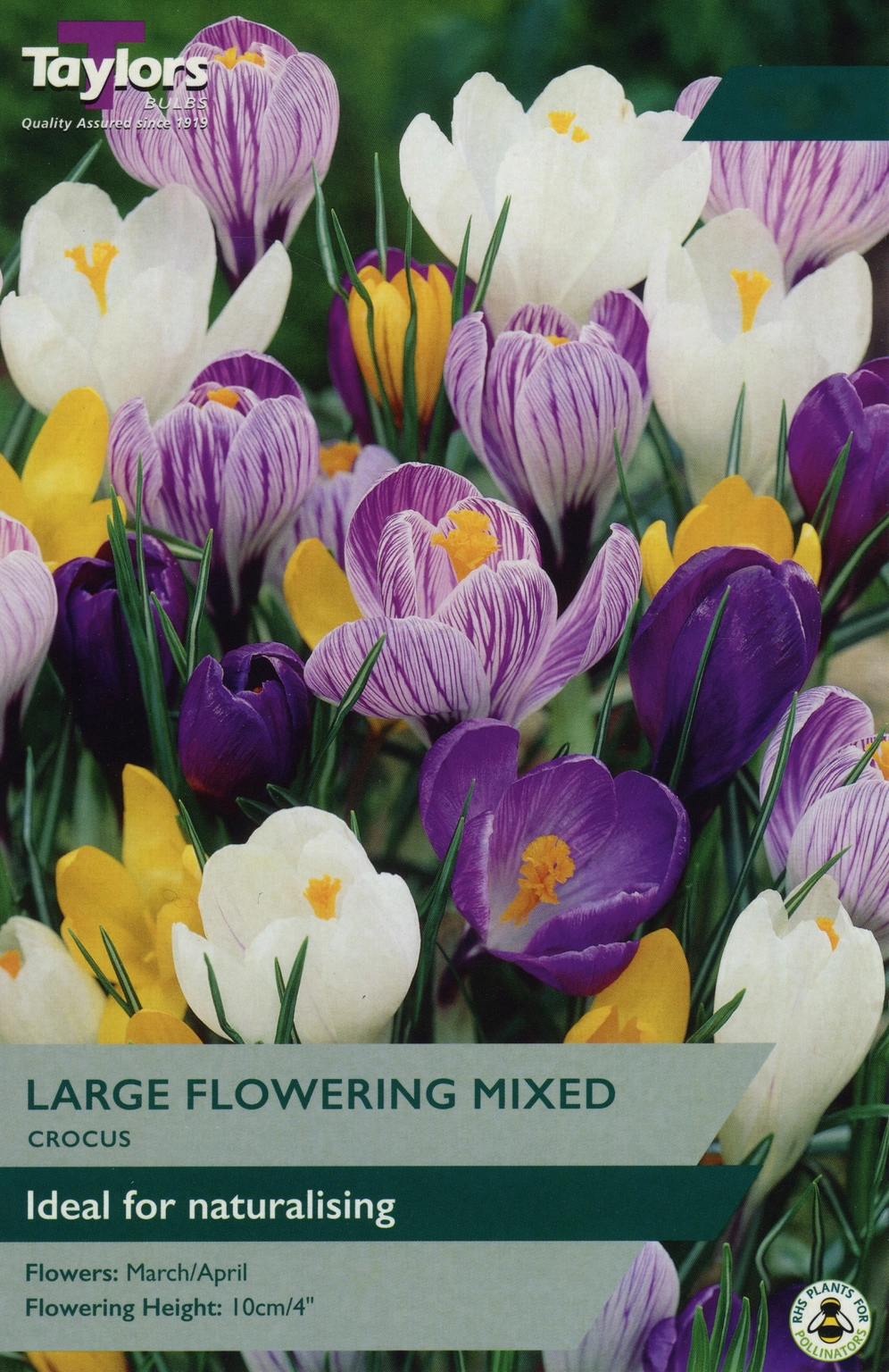 Crocus Large Flowering Mixed XL - Hanleys of Cork
