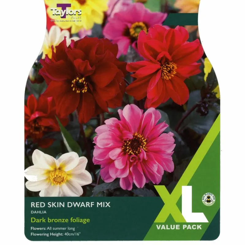 Dahlia Red Skin Dwarf Mixed - Hanleys of Cork