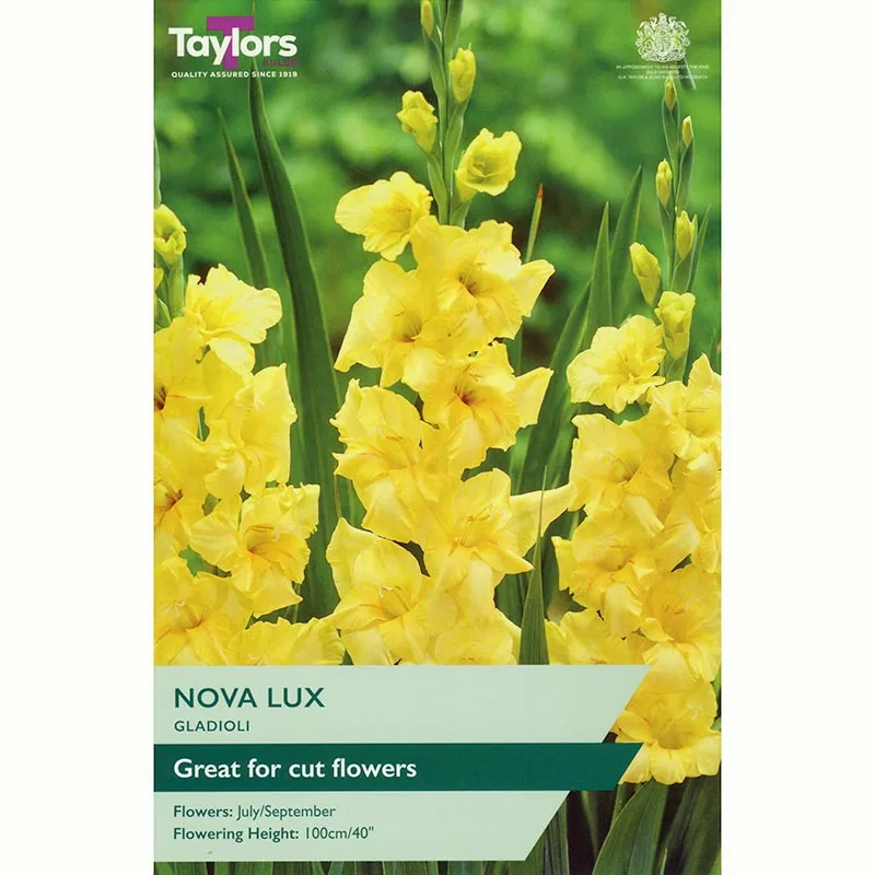 Gladioli Nova Lux - Hanleys of Cork