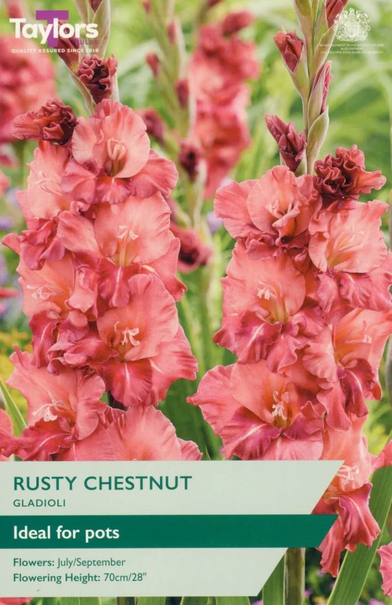 Gladioli Rusty Chestnut - Hanleys of Cork