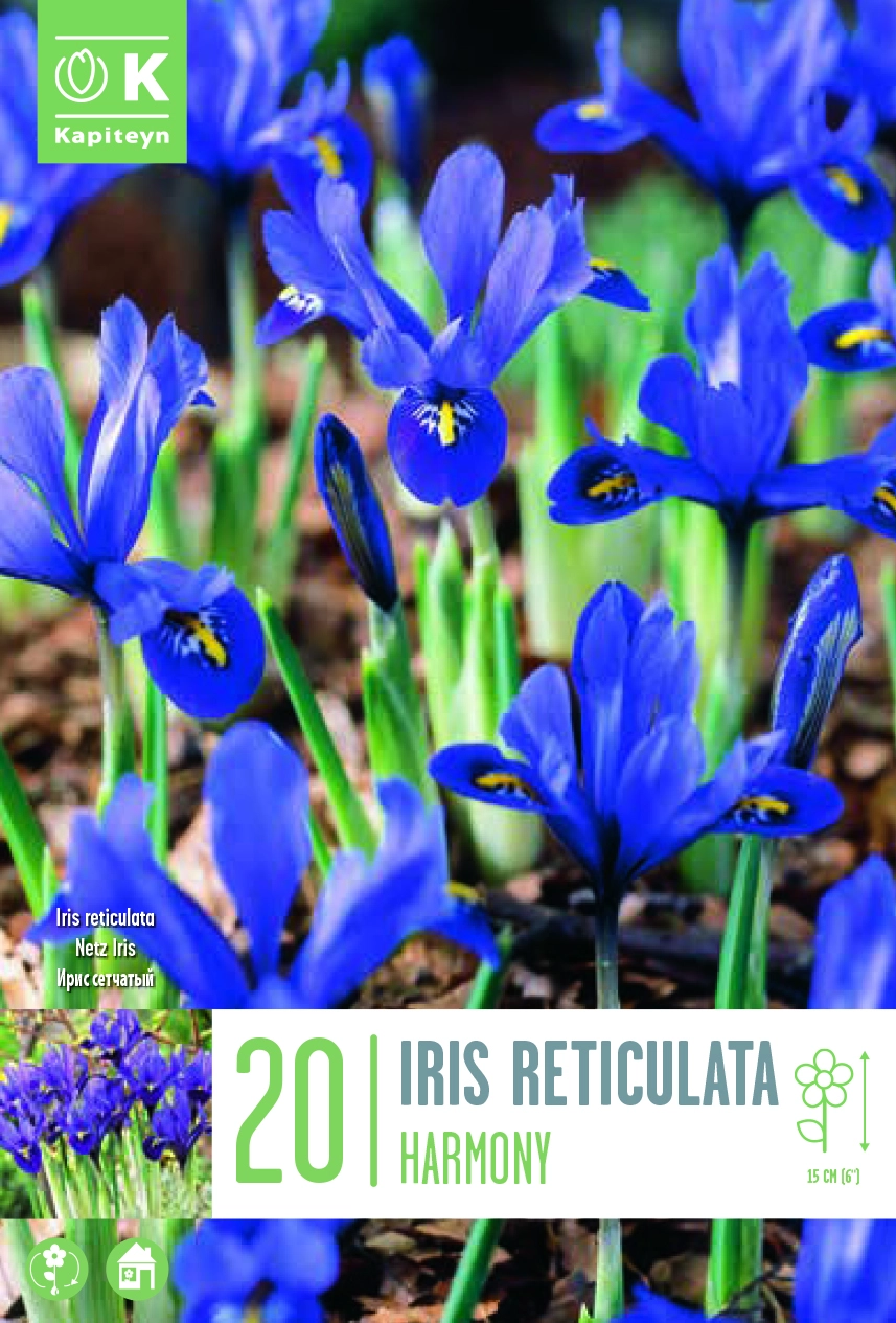 Iris Harmony - Hanleys of Cork