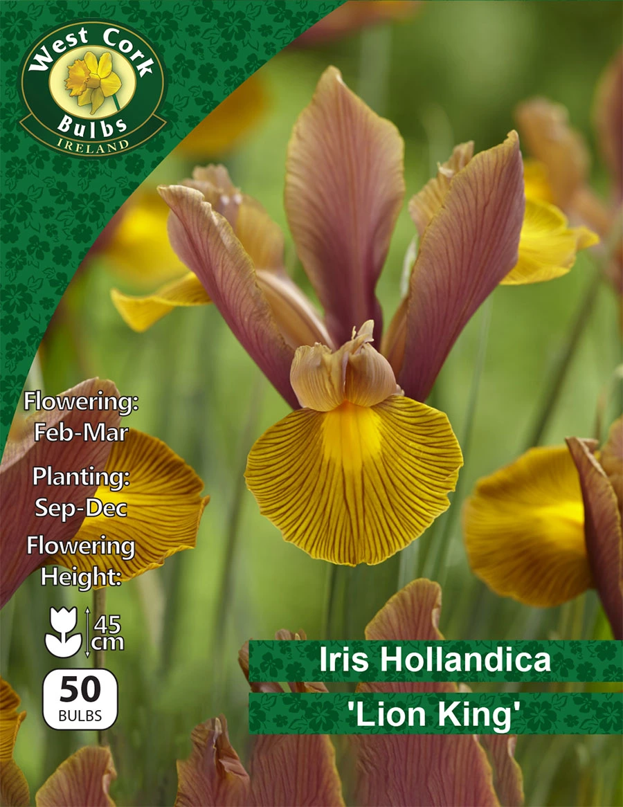 Iris Hollandica 'Lion King' 50 Bulbs Net - Hanleys of Cork