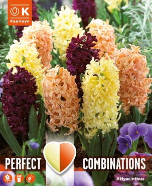 Lovely Combinations Oriental Hyacinth Bulbs Mix - Hanleys of Cork