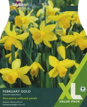 Narcissi February Gold XL - Hanleys of Cork