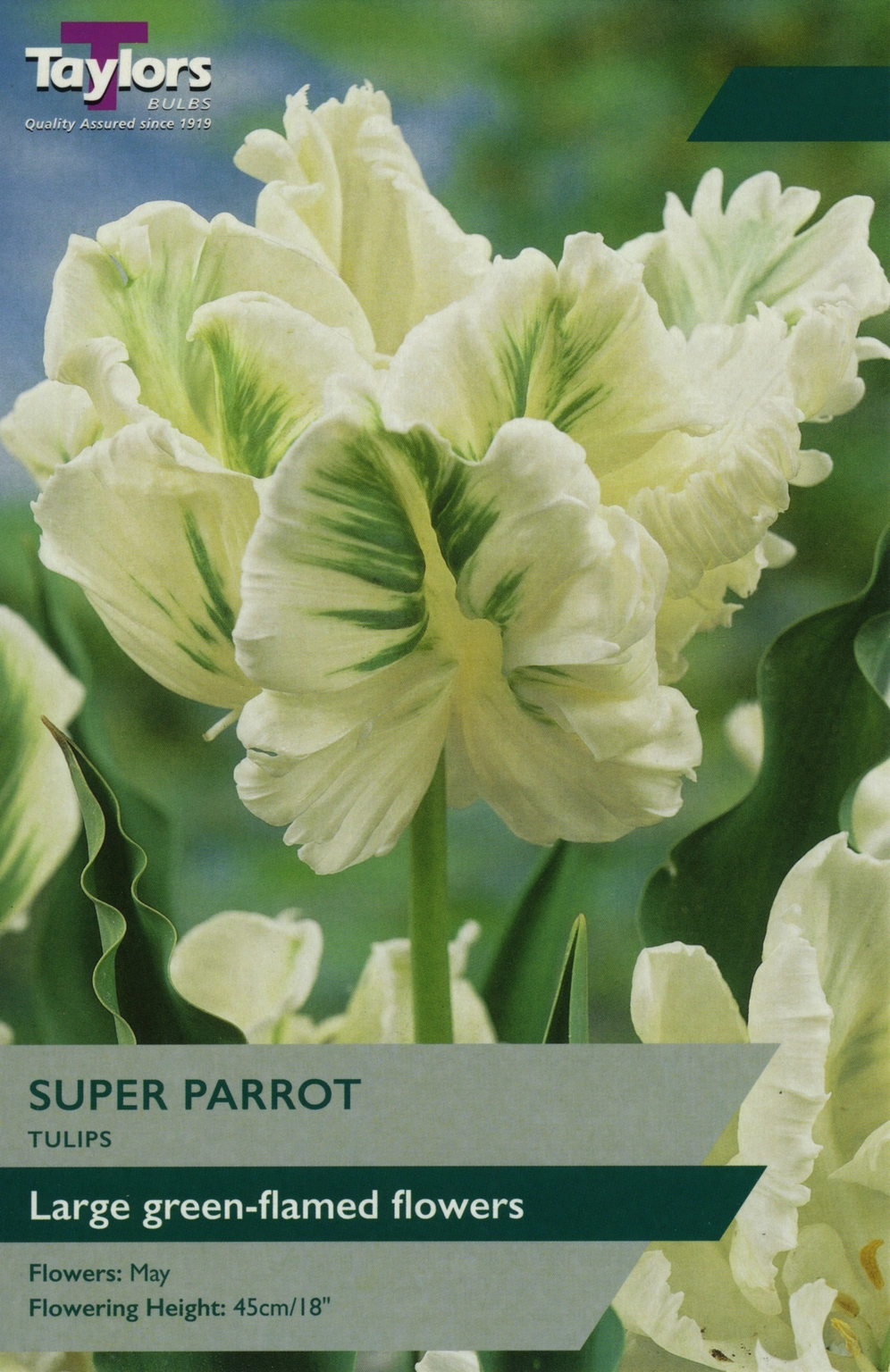 Tulip Super Parrot 11-12 Pre-Pack - Hanleys of Cork