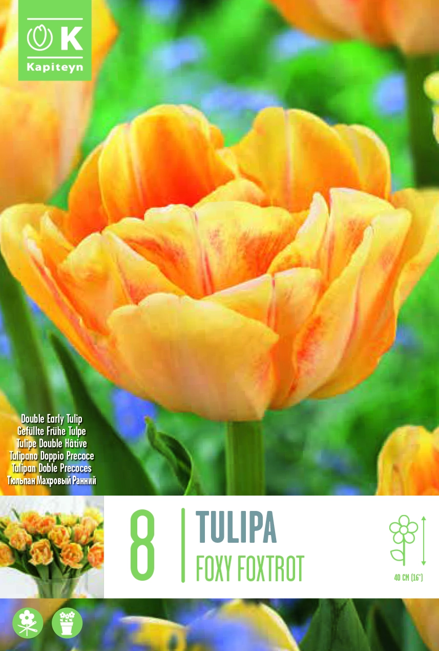 Tulipa Foxy Foxtrot - Hanleys of Cork